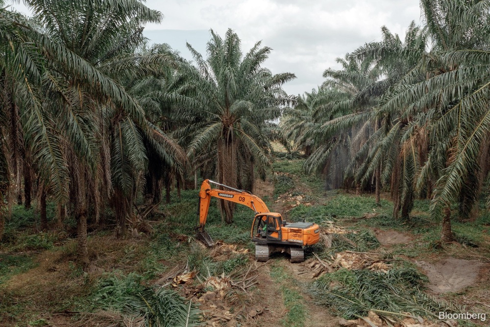 Indonesian Supreme Court Overturns Acquittal Of Wilmar Over Alleged